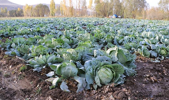 Patnos lahanası tezgahlardaki yerini aldı..! - Patnos Haber Gazetesi