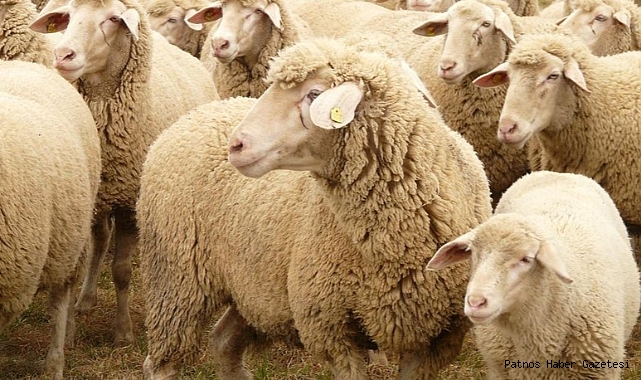 Sığır cinsi ve küçükbaş hayvanların tanımlanmasına ilişkin esaslar ...