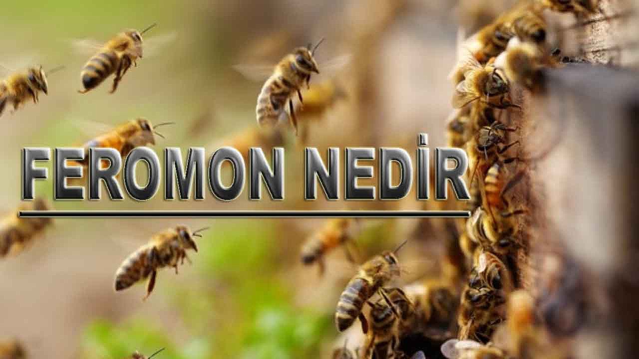 Feromon Nedir? Feromon İzi Ne Anlam İfade Eder? Feromon Etkileri ...